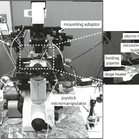 Schematic Of Microinjection Into A Mouse Oocyte The Oocyte Is Held In Download Scientific