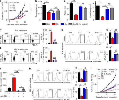 Ifn Gamma Antibody Fitc 11 7319 82