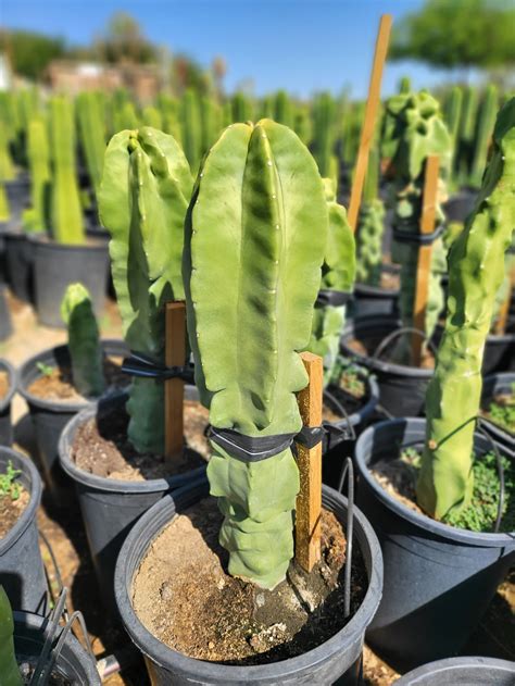 Totem Pole Cactus Lophocereus Schottii Var Monstrosus — Gdnc Nursery
