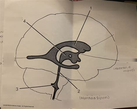 Ventricle Labeling Diagram Quizlet
