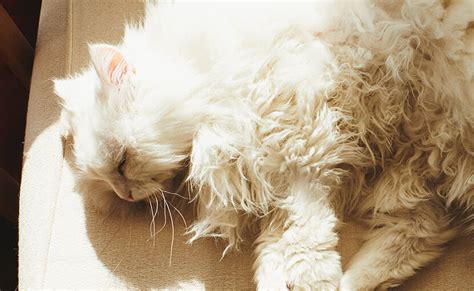 From Furballs To Furniture Managing Cat Molting With The Aumuca Cat B