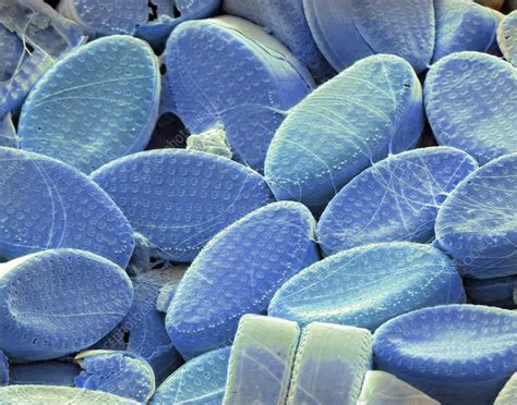 Diatoms Sem Stock Image F0438663 Science Photo Library
