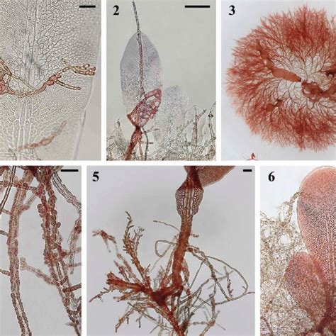 Ml Phylogeny Of The Delesseriaceae Inferred From Partial Rbcl Gene