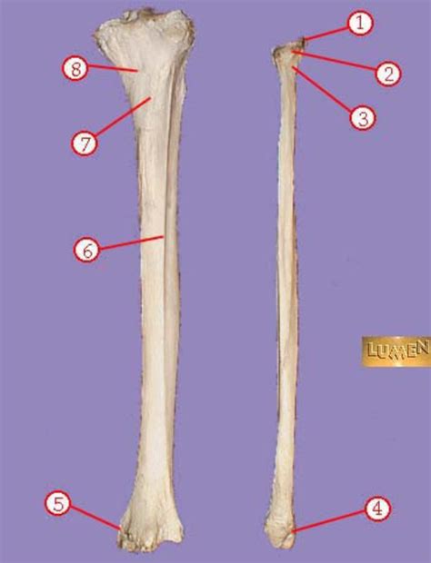 Tibia Fibula Posterior Diagram Quizlet