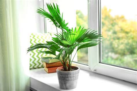 The Popular Palm Plantscapers