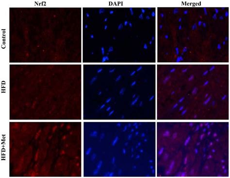 Met Promotes Nrf2 Nuclear Translocation In The Myocardial Tissues Download Scientific Diagram
