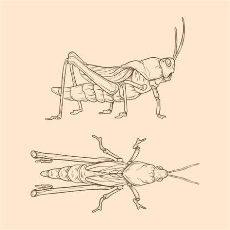 Premium Vector Beautiful Insect Outline Illustration