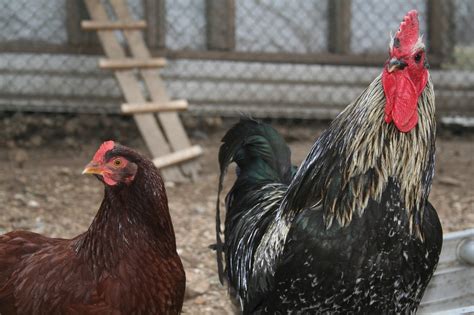 Heeby Jeeby Chickens Forgetfulness And Farm Chores