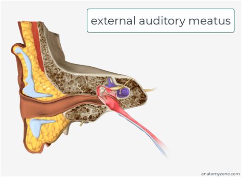 External Auditory Canal Temporal Bone Anatomy And Physiology Bio1314 Collins Flashcards Ear