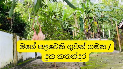 කලින් කතා ඉතුරු ටික 10365dayschallange 365dayschallenge Minivlog 365days Dayschallenge