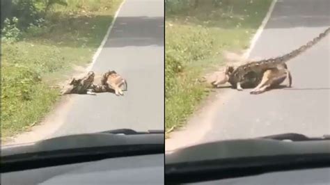 Watch Video Of Python Strangling Deer Will Give You The Chills