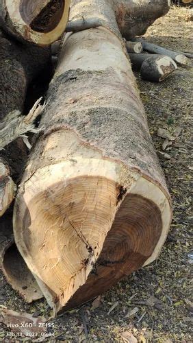 Round Siris Wood Logs 12 Grade A Grade At Rs 660cubic Feet In