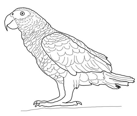 نقاشی طوطی برای کودکان؛ رنگ آمیزی طوطی‌های دانا و زیبا ستاره