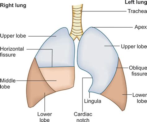 How Many Lobes Does Each Lung Have And Which Lung Has A Cardiac Notch