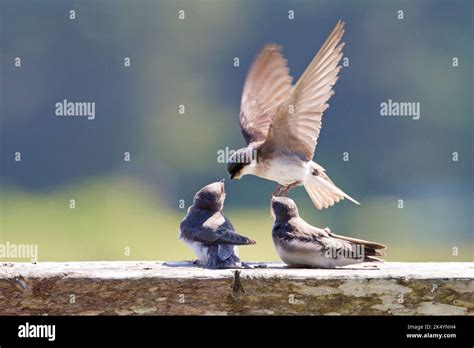 An Adult Tree Swallow Tachycineta Bicolor Feeding Two Perched Fledglings At The Delkatla