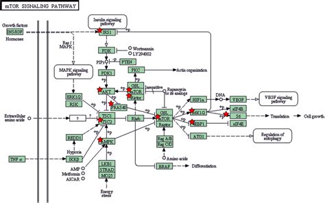 Description Of Acsl4 Effects On Mtor Signaling Pathway Components The Download Scientific