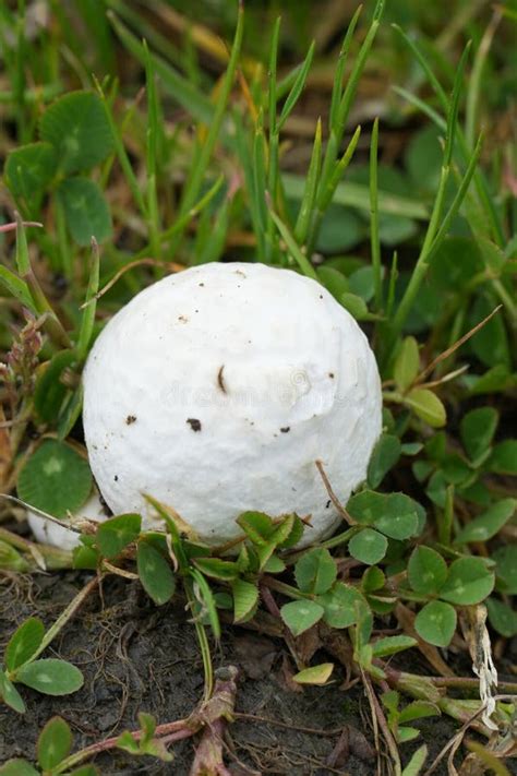Vertical Closeup On A White Dwarf Puffball Mushroom Lycoperdon