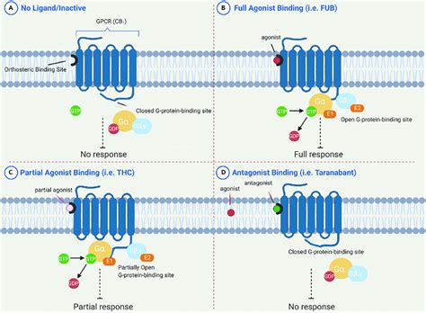 Schematic Representation Of Signal Transduction By Ligand Interactions Download Scientific
