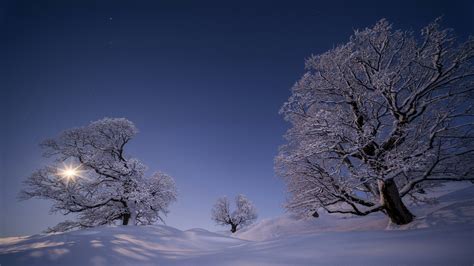 Winter Wonderland Wallpaper 4k