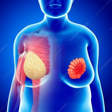 Female Breast Anatomy Illustration Stock Image F0158699 Science