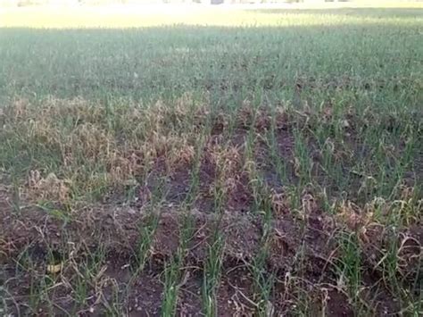 Agriculture News As The Cold Wave Continues In Dhule The Karpa Disease
