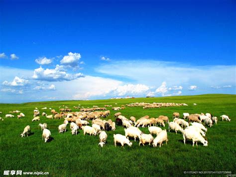 草原牧羊图摄影图 家禽家畜 生物世界 摄影图库 昵图网