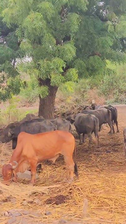 Cow Topol Tope Topple Farming Topfarm Youtube