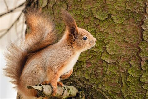 Premium Photo Red Squirrel On The Tree Sciurus Vulgaris