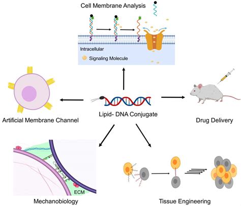 Graphical Abstract You Research Group Nucleic Acid Chemistry And