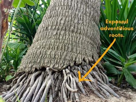 Palm Tree Roots How Deep Do They Grow Facts Gardenine