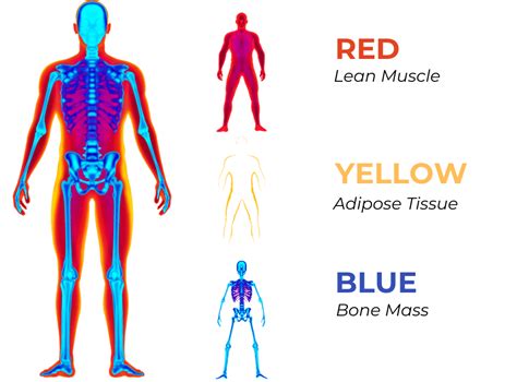 Dexa Scan Test Dexa Scan Near Me