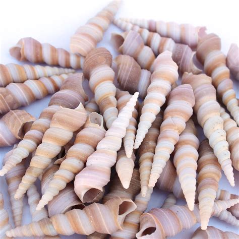 Purple Turitella Seashells Tower Sea Snails Bulk Craft Shells