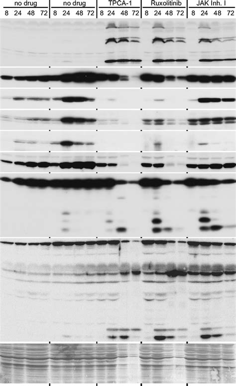 Kinetics Of Vsv Replication Mxa Expression And Apoptosis Induction In