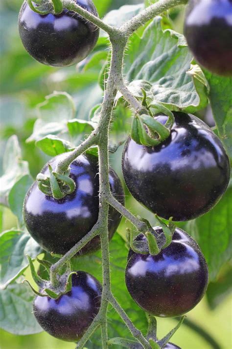 Blue Colored Fruit