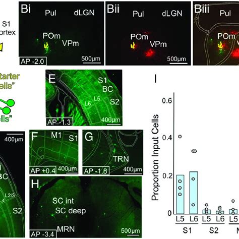 Retrograde Transsynaptic Tracing Of Inputs To The Pul V1 Pathway A Download Scientific
