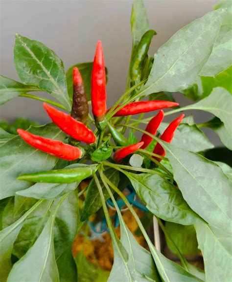 Thai Chili Pepper Seeds Eudana Farms