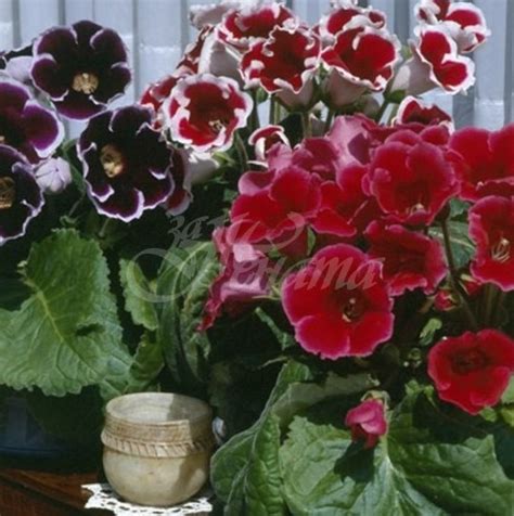 2 рецепти за захранки и обилен цъфтеж на цветята Като започнат да цъфтят ще си кажете Такова