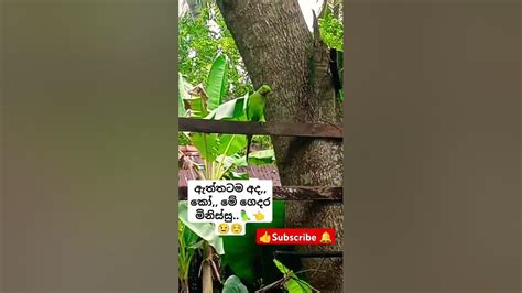 අනේ එතකොට අද අපි බඩගින්නේ තමයි 😔😪 Youtube