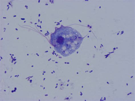 Untitled Document Webnaturcunicz