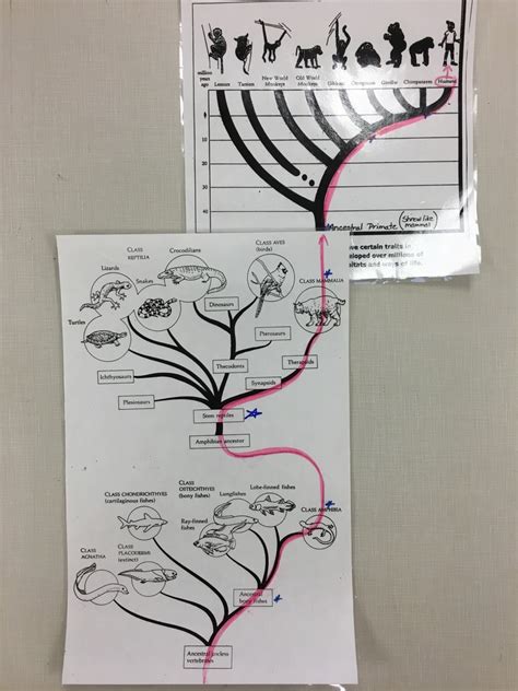 Human Evolution Diagram Quizlet