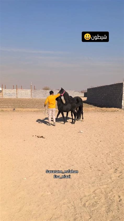 ‎رضا پورنگ‎ ‎تو بهترین اتفاق عمرمی شیر پسر جنگی و دوست داشتنی سردار