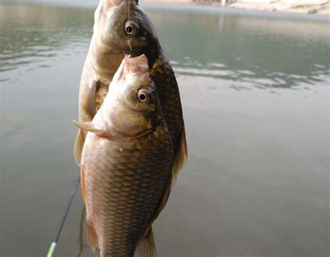 這個季節的鯽魚吃口太瘋狂！輕鬆收穫68條，破了自己的歷史記錄！ 每日頭條