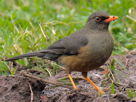 Usambara Thrush Ebird