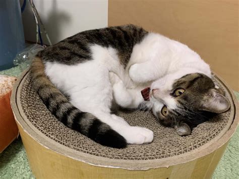 Kube Apiserverのversionをcurlで確認する