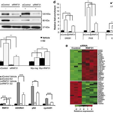 Rnf31 Depletion Inhibits Cell Proliferation And Increases G1 Arrest In
