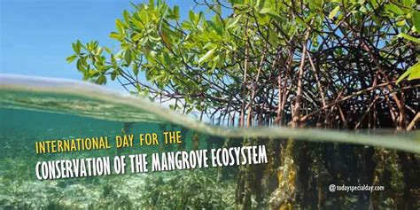 International Day For The Conservation Of The Mangrove Ecosystem July 26