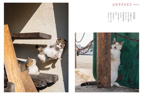 人気猫写真集シリーズ『必死すぎるネコ』写真展の開催が決定 猫写真家・沖昌之によるトークイベントも Spice エンタメ特化型情報