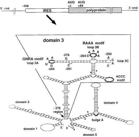 General Organization Of The Ires Region Of Fmdv The Location Of The Download Scientific