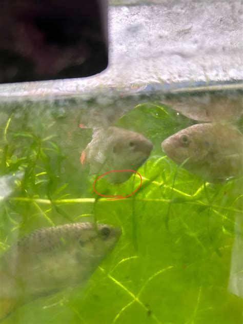 蓋斑鬥魚肚子長東西 寵物板 Dcard