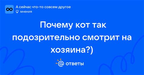 Почему кот так подозрительно смотрит на хозяина Ответы Mail